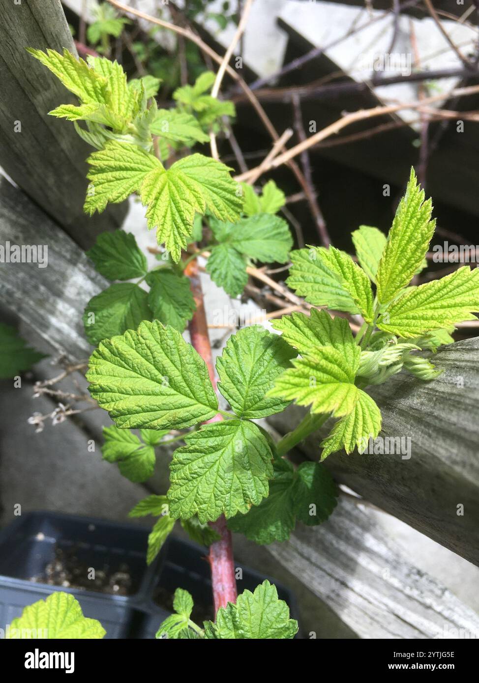 black raspberry (Rubus occidentalis Stock Photo - Alamy