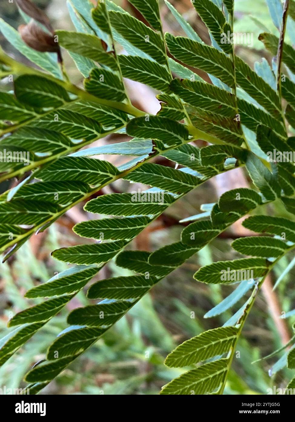 king fern (Todea barbara Stock Photo - Alamy