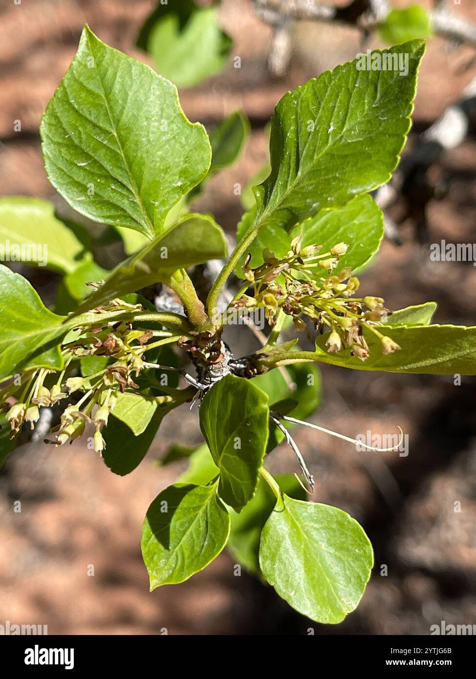 single-leaf ash (Fraxinus anomala Stock Photo - Alamy