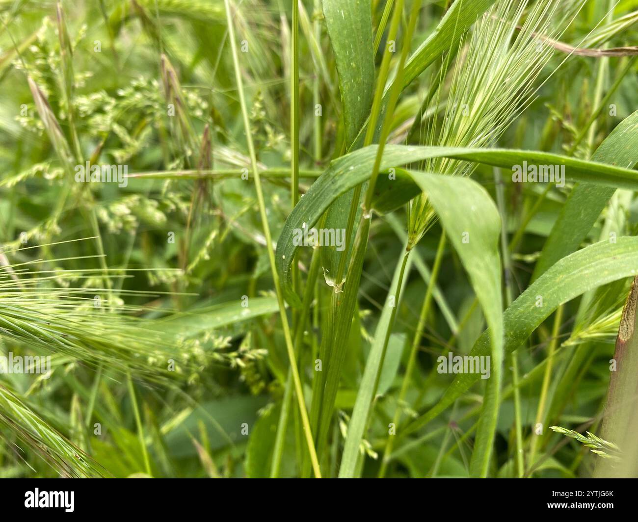 wall barley (Hordeum murinum Stock Photo - Alamy