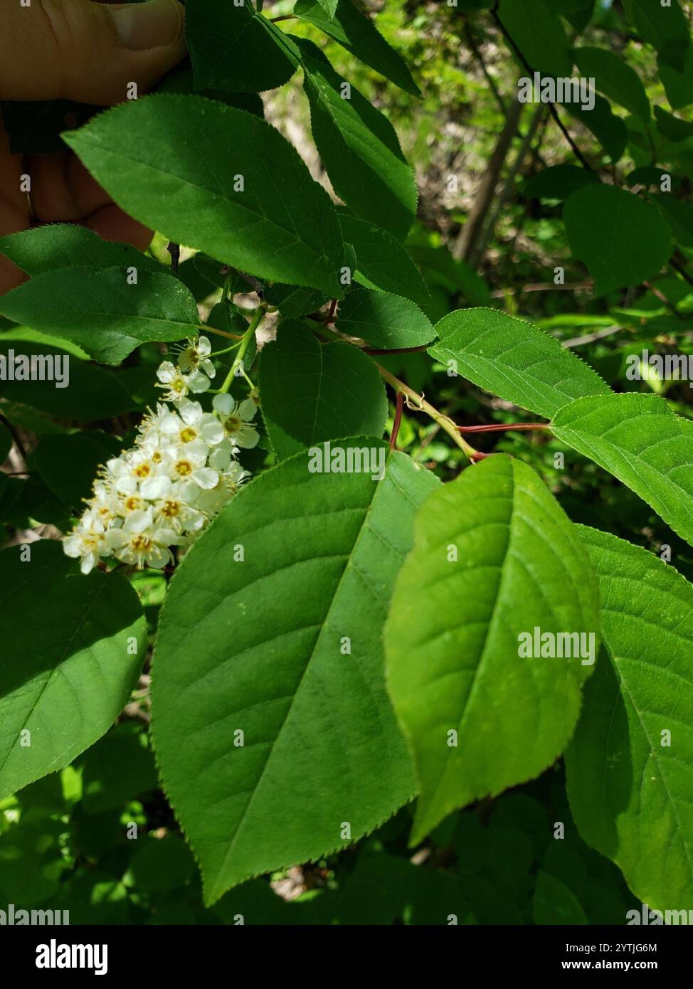 chokecherry (Prunus virginiana Stock Photo - Alamy