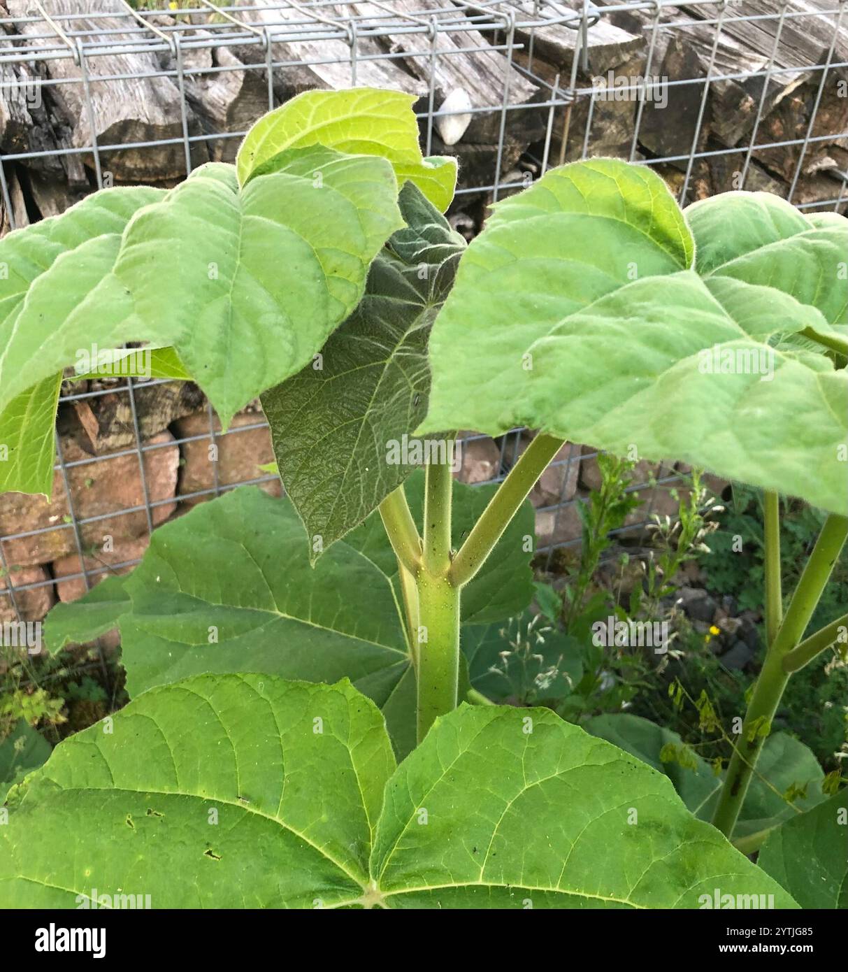 princess tree (Paulownia tomentosa Stock Photo - Alamy