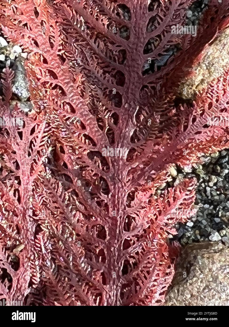 red algae (Rhodophyta Stock Photo - Alamy