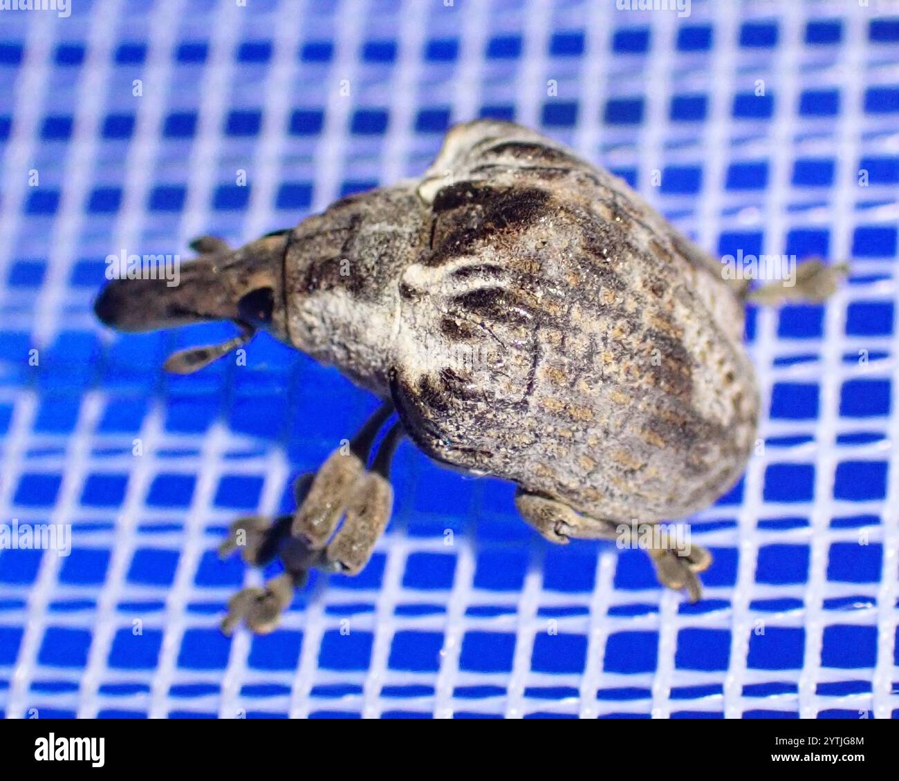 Common African Fig Weevil (Omophorus stomachosus Stock Photo - Alamy