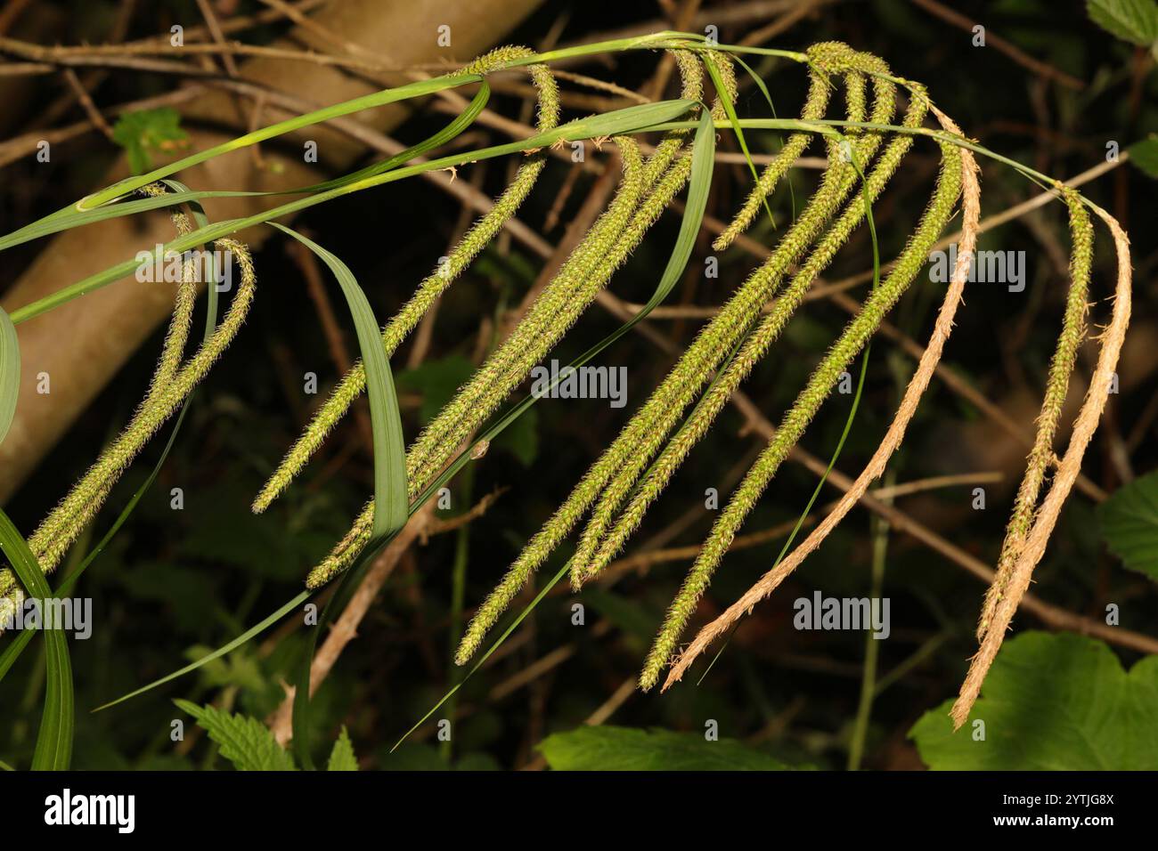 Hanging sedge (Carex pendula Stock Photo - Alamy