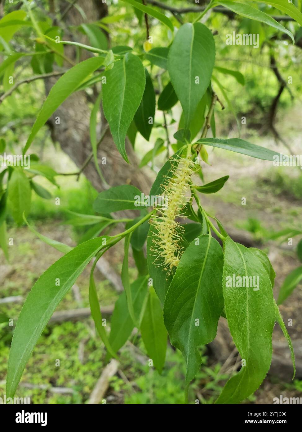 hybrid crack willow (Salix × fragilis Stock Photo - Alamy
