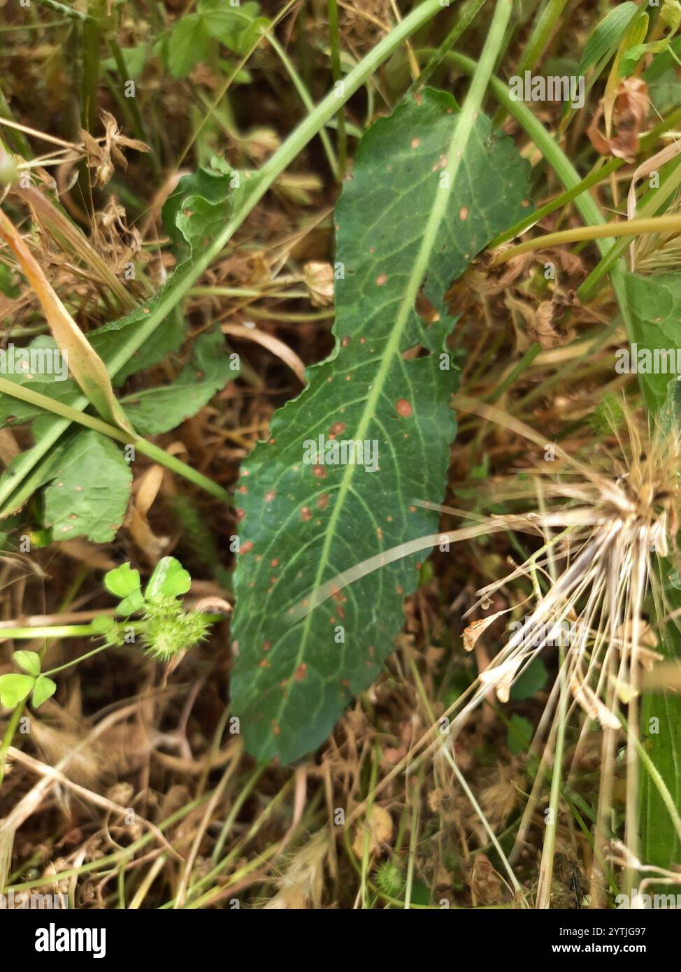 Marsh Dock (Rumex palustris Stock Photo - Alamy