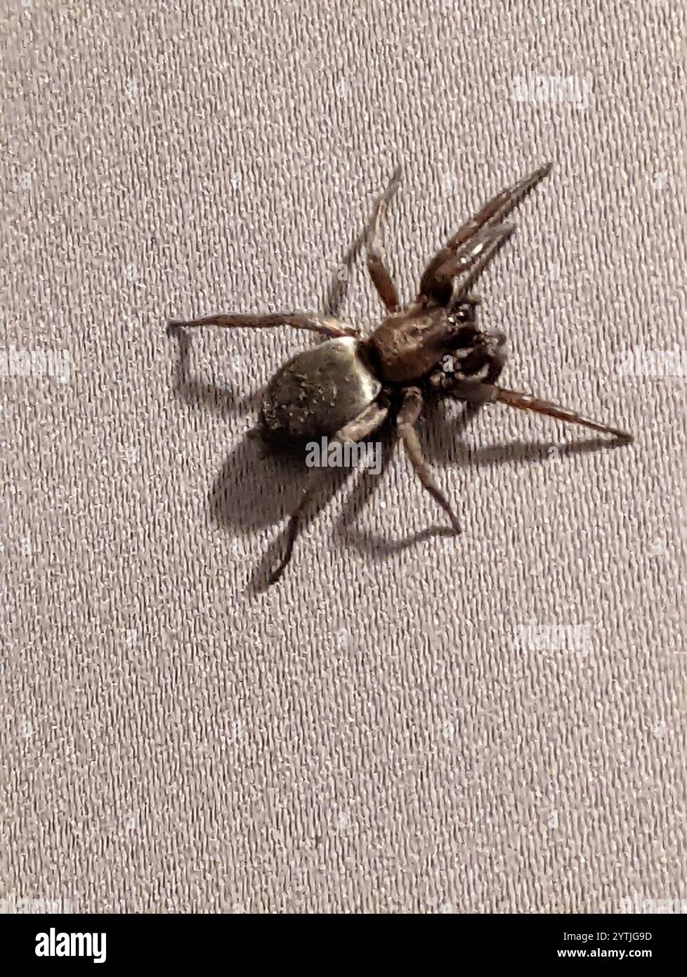 Scotophaeus blackwalli hi-res stock photography and images - Alamy
