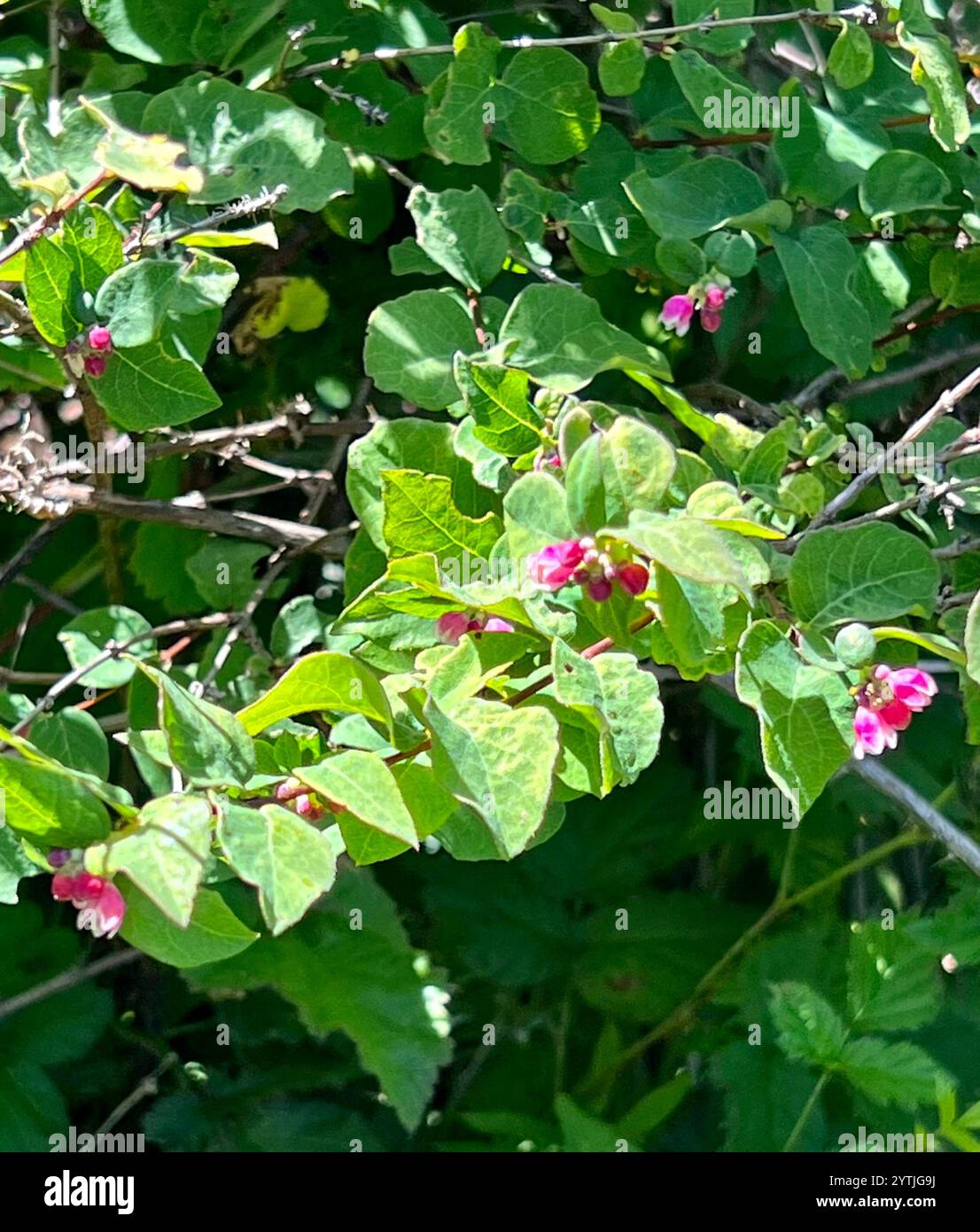 creeping snowberry (Symphoricarpos mollis Stock Photo - Alamy