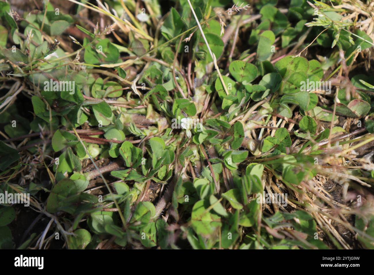 Subterranean Clover (Trifolium subterraneum Stock Photo - Alamy