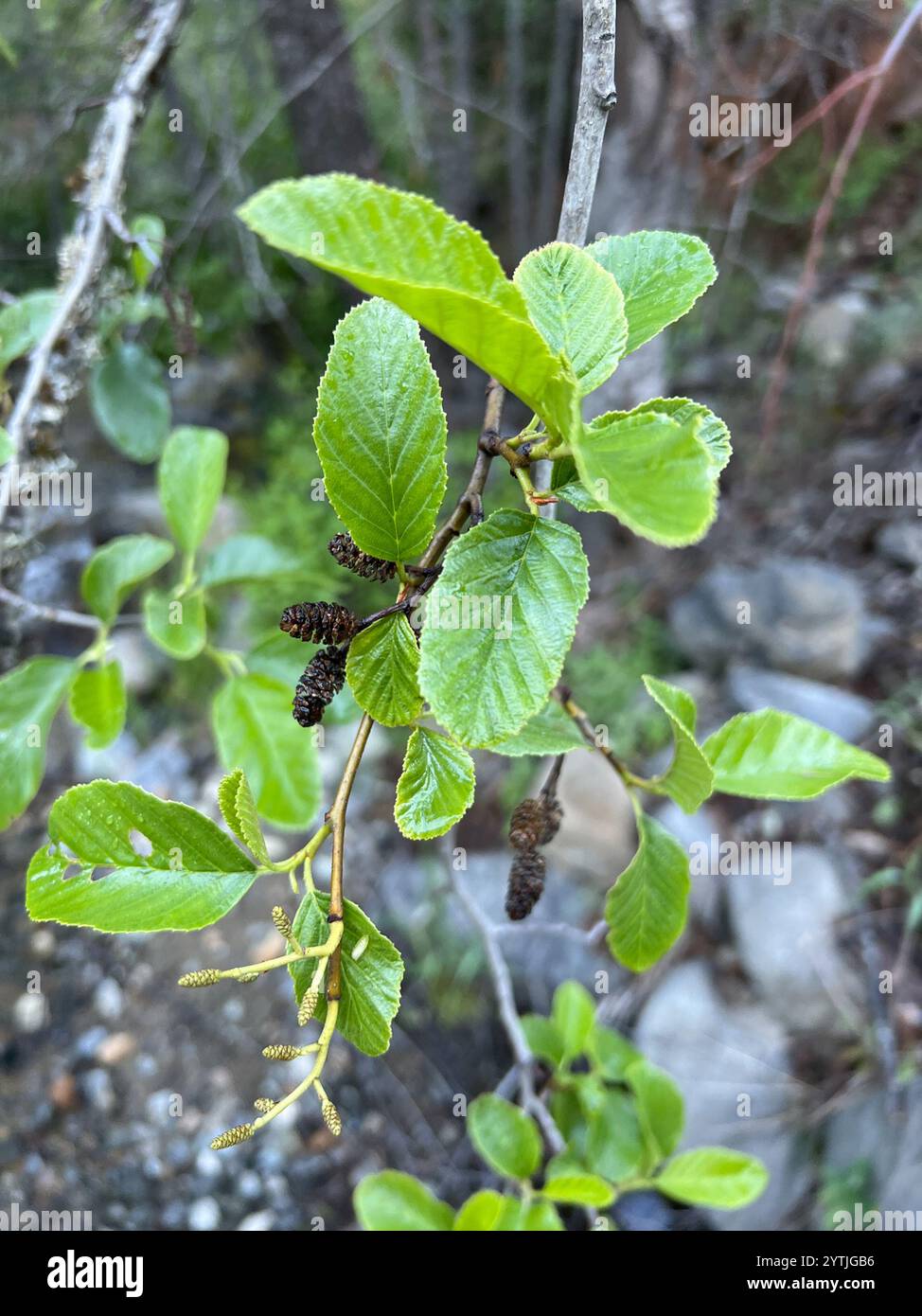 white alder (Alnus rhombifolia Stock Photo - Alamy