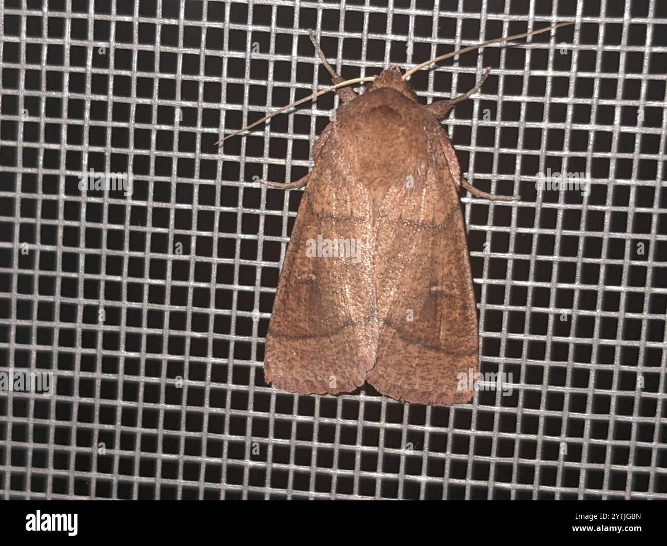 Double Line (Mythimna turca Stock Photo - Alamy