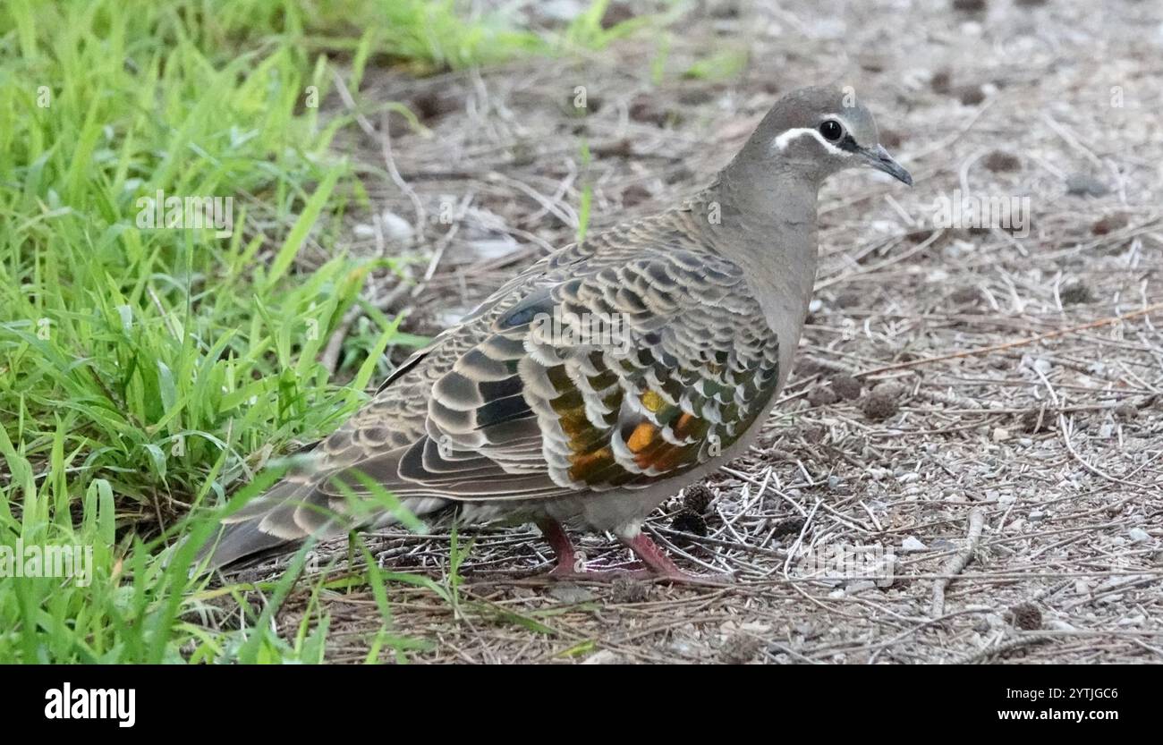 Common Bronzewing (Phaps chalcoptera Stock Photo - Alamy