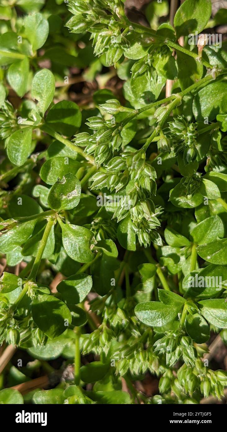 fourleaf manyseed (Polycarpon tetraphyllum Stock Photo - Alamy