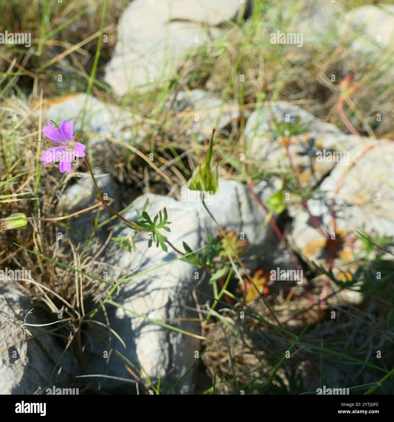 Long-stalked Crane's-bill (Geranium columbinum Stock Photo - Alamy