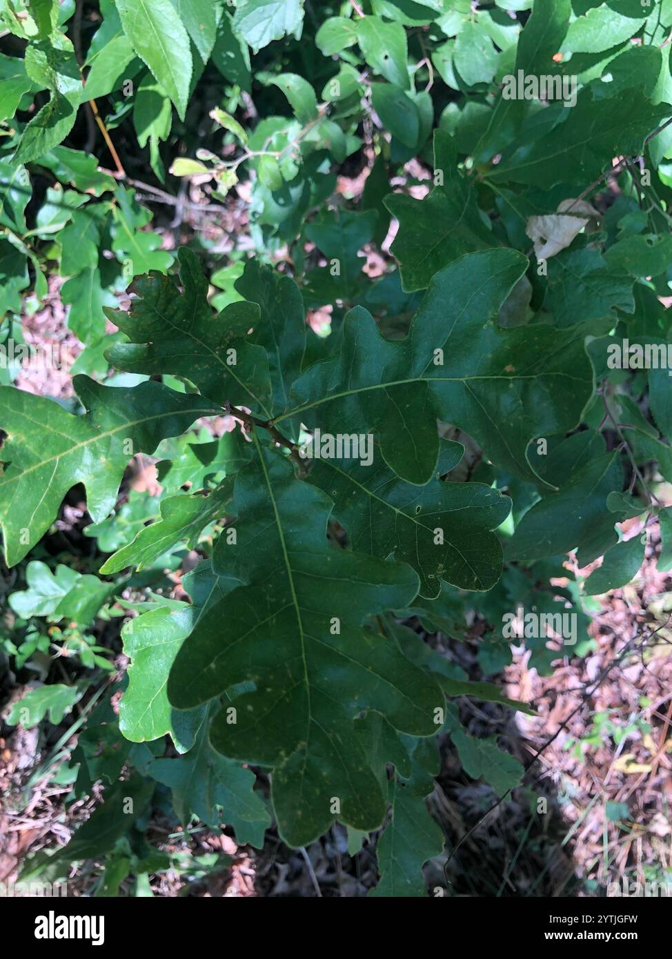 sand post oak (Quercus margaretiae Stock Photo - Alamy