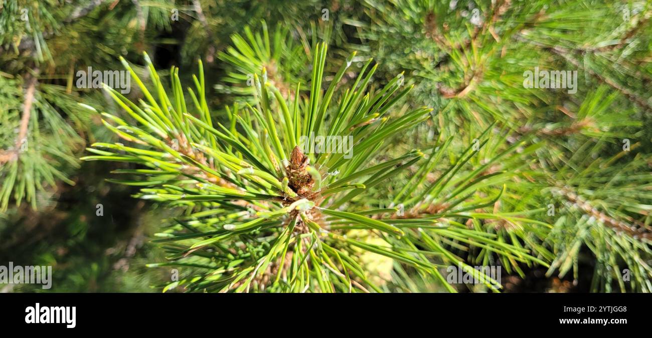 knobcone pine (Pinus attenuata Stock Photo - Alamy