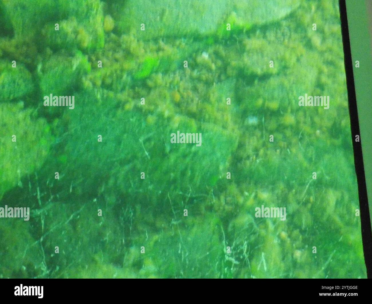 Chlorophycean green algae (Chlorophyceae Stock Photo - Alamy