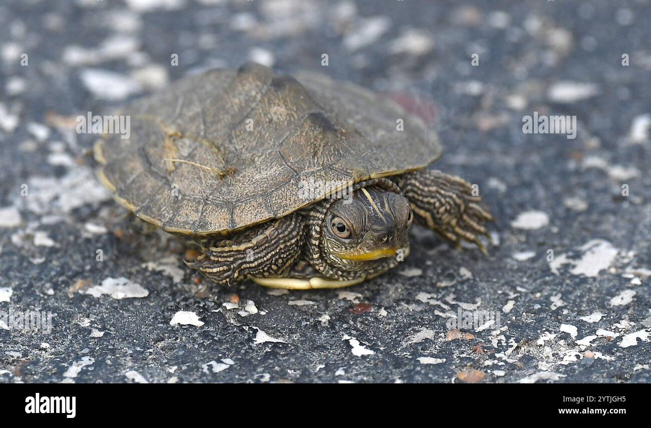 Northern Map Turtle (Graptemys geographica Stock Photo - Alamy