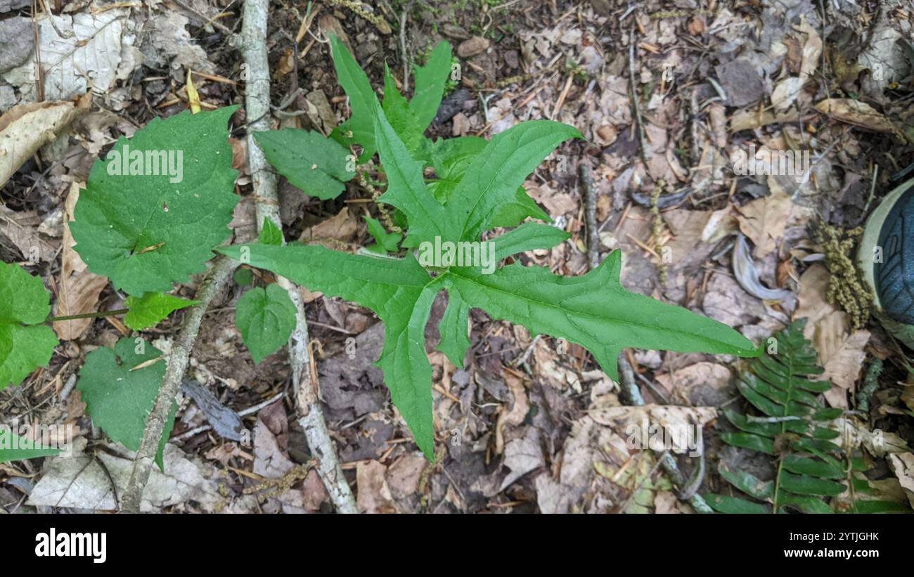 tall rattlesnake root (Nabalus altissimus Stock Photo - Alamy