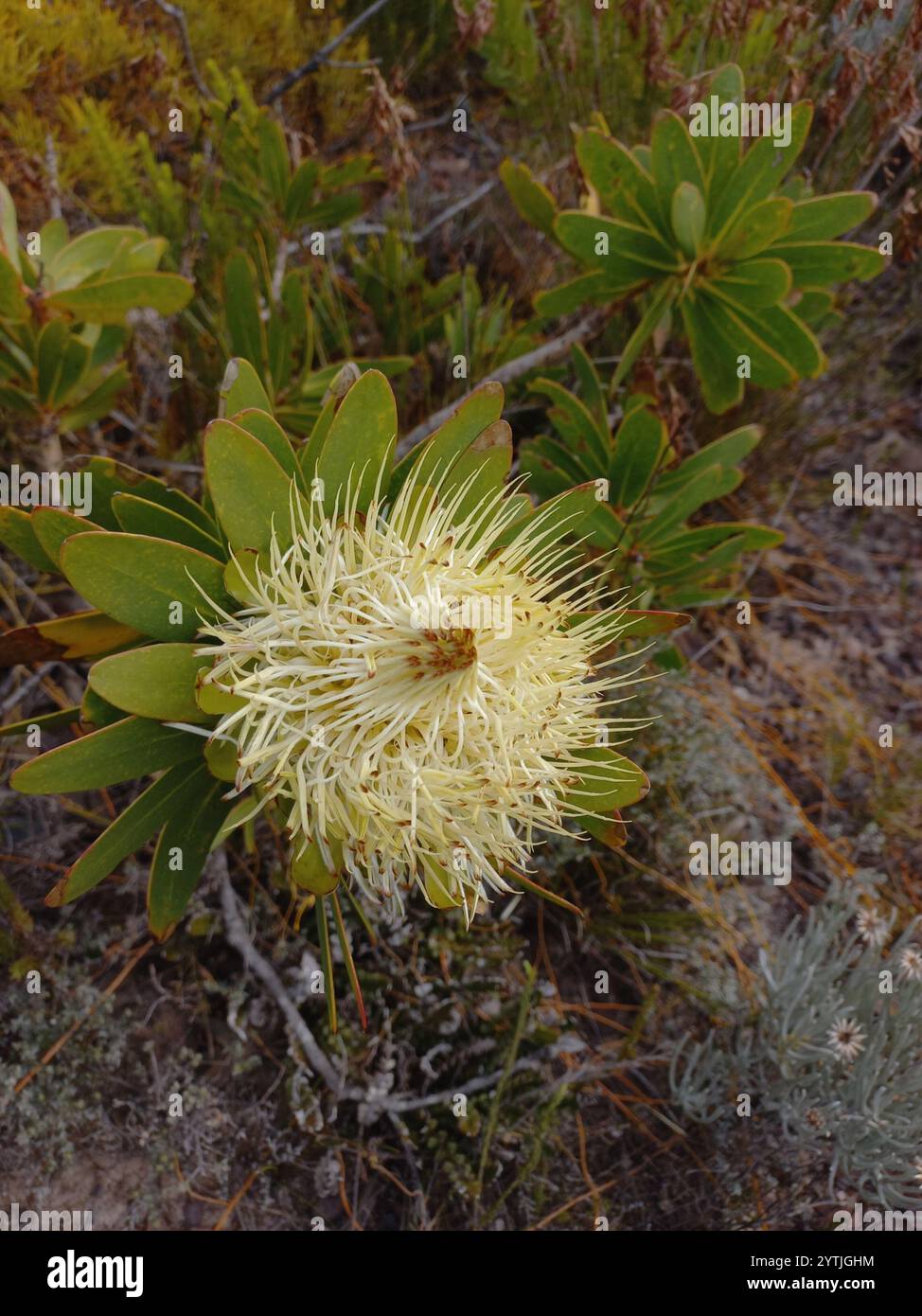 Wagon Tree (Protea nitida Stock Photo - Alamy