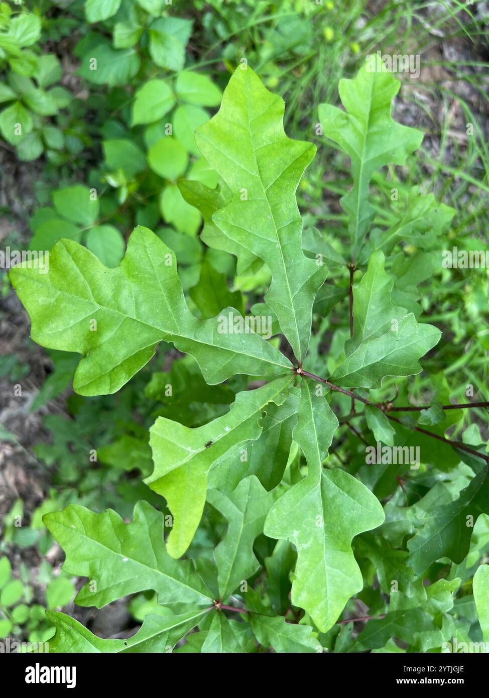 overcup oak (Quercus lyrata Stock Photo - Alamy