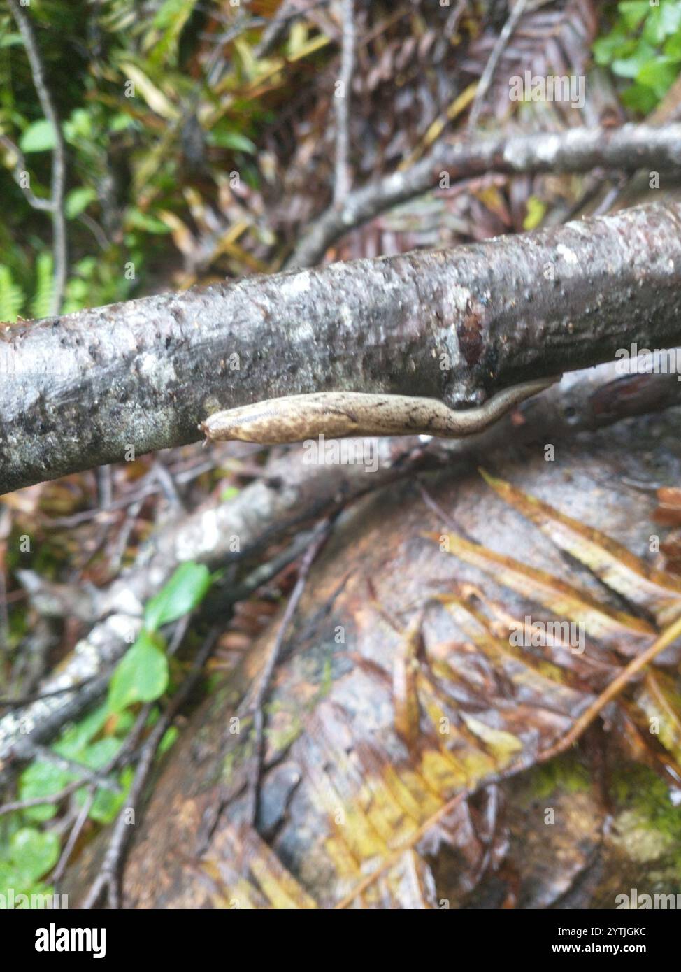 Taildropper slugs hi-res stock photography and images - Alamy
