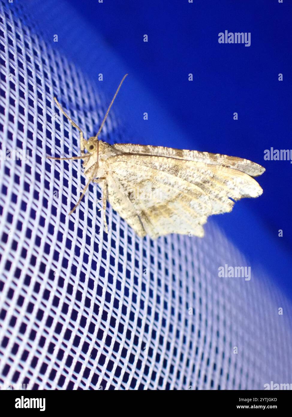 Sharp-angled Peacock Moth (Macaria alternata Stock Photo - Alamy