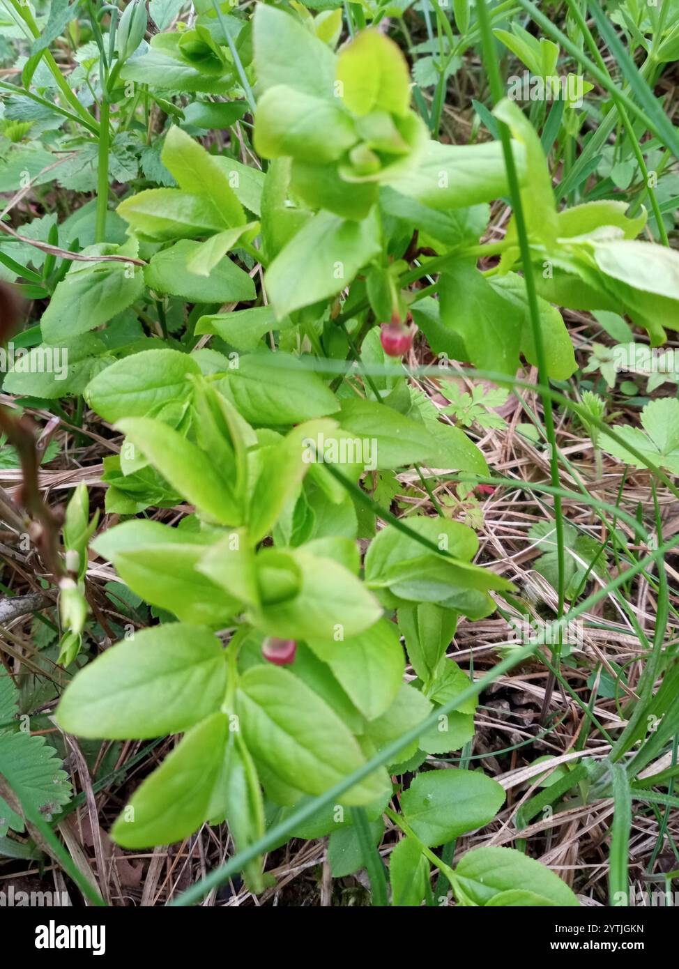common bilberry (Vaccinium myrtillus Stock Photo - Alamy