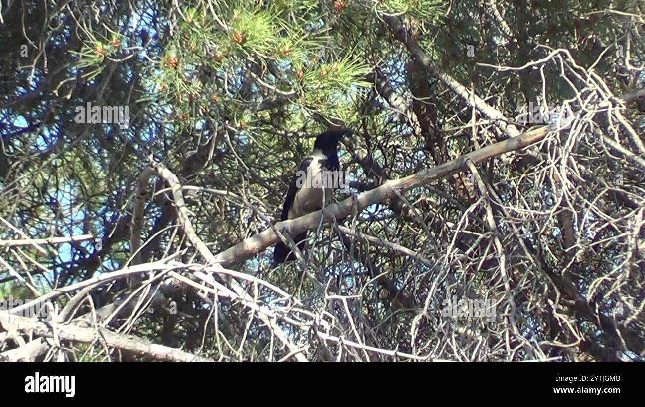 Hooded Crow (Corvus cornix Stock Photo - Alamy