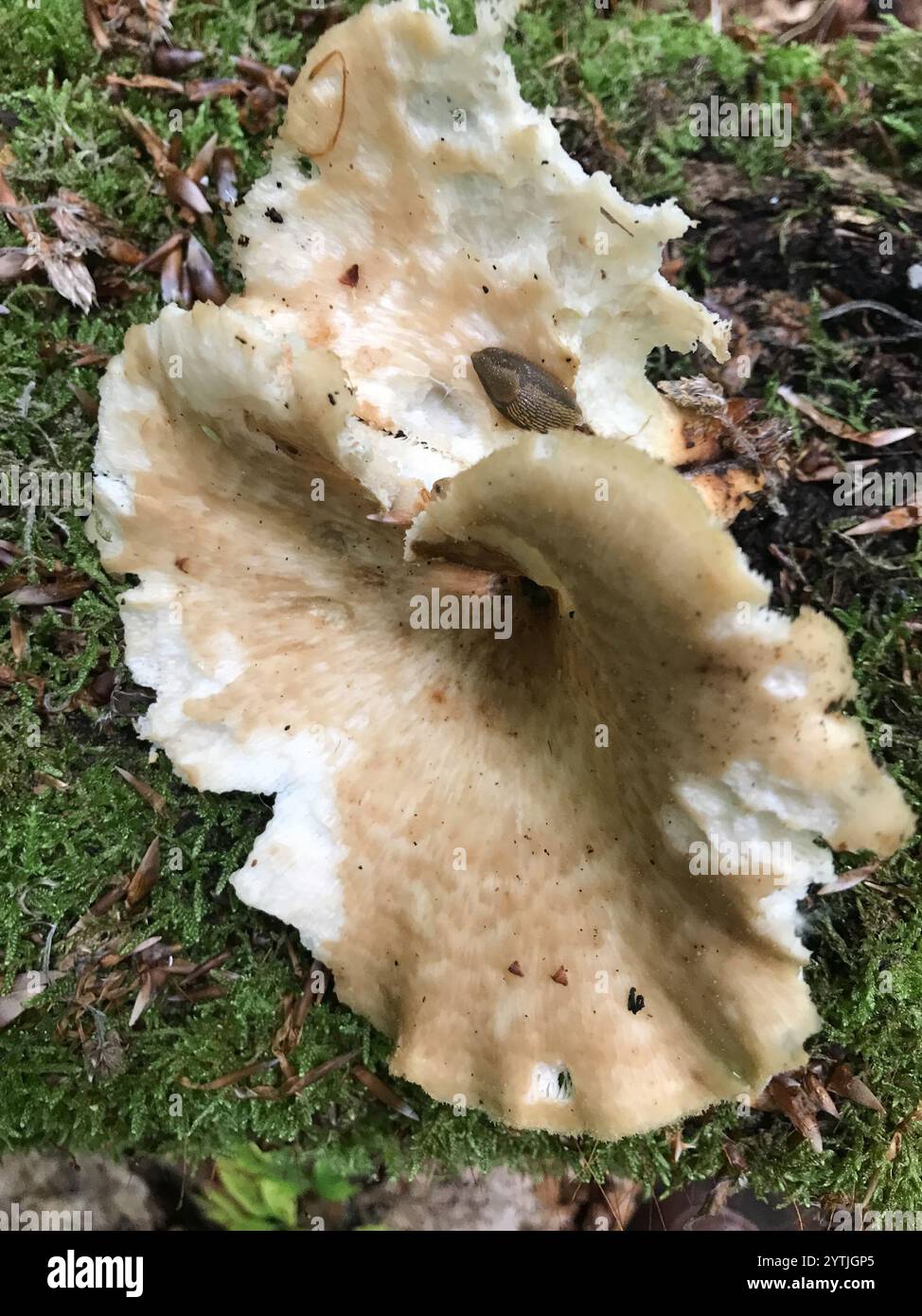 Polyporus tuberaster hi-res stock photography and images - Alamy
