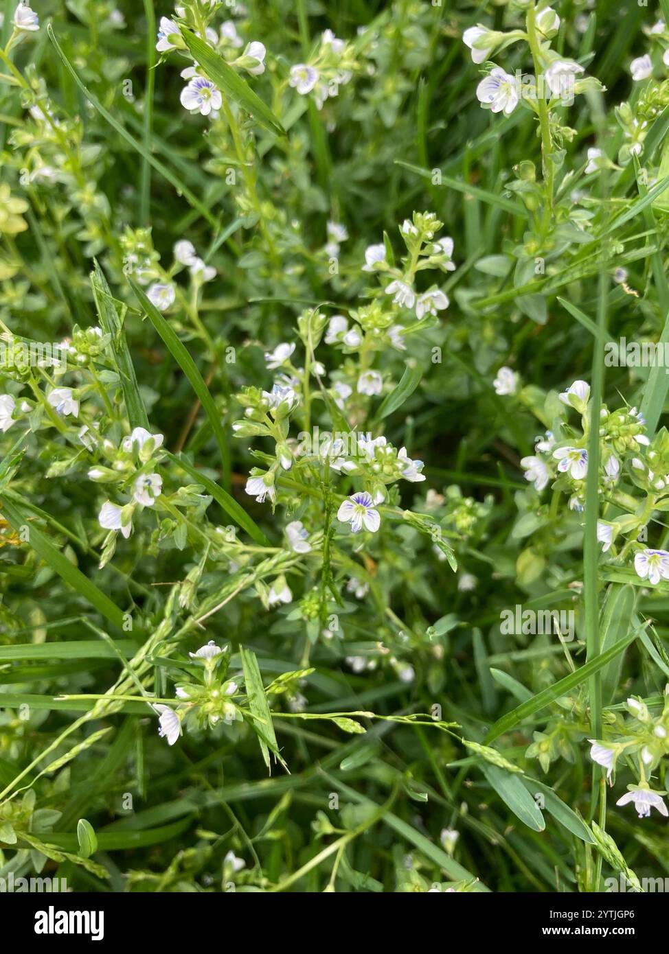 Thyme leaved Speedwell Veronica Serpyllifolia Stock Photo Alamy