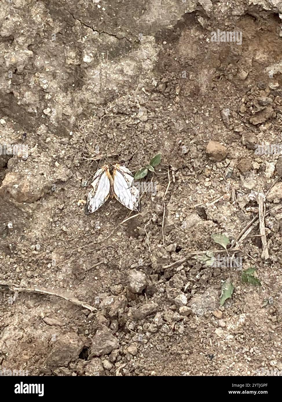 Common Mapwing (Cyrestis thyodamas Stock Photo - Alamy