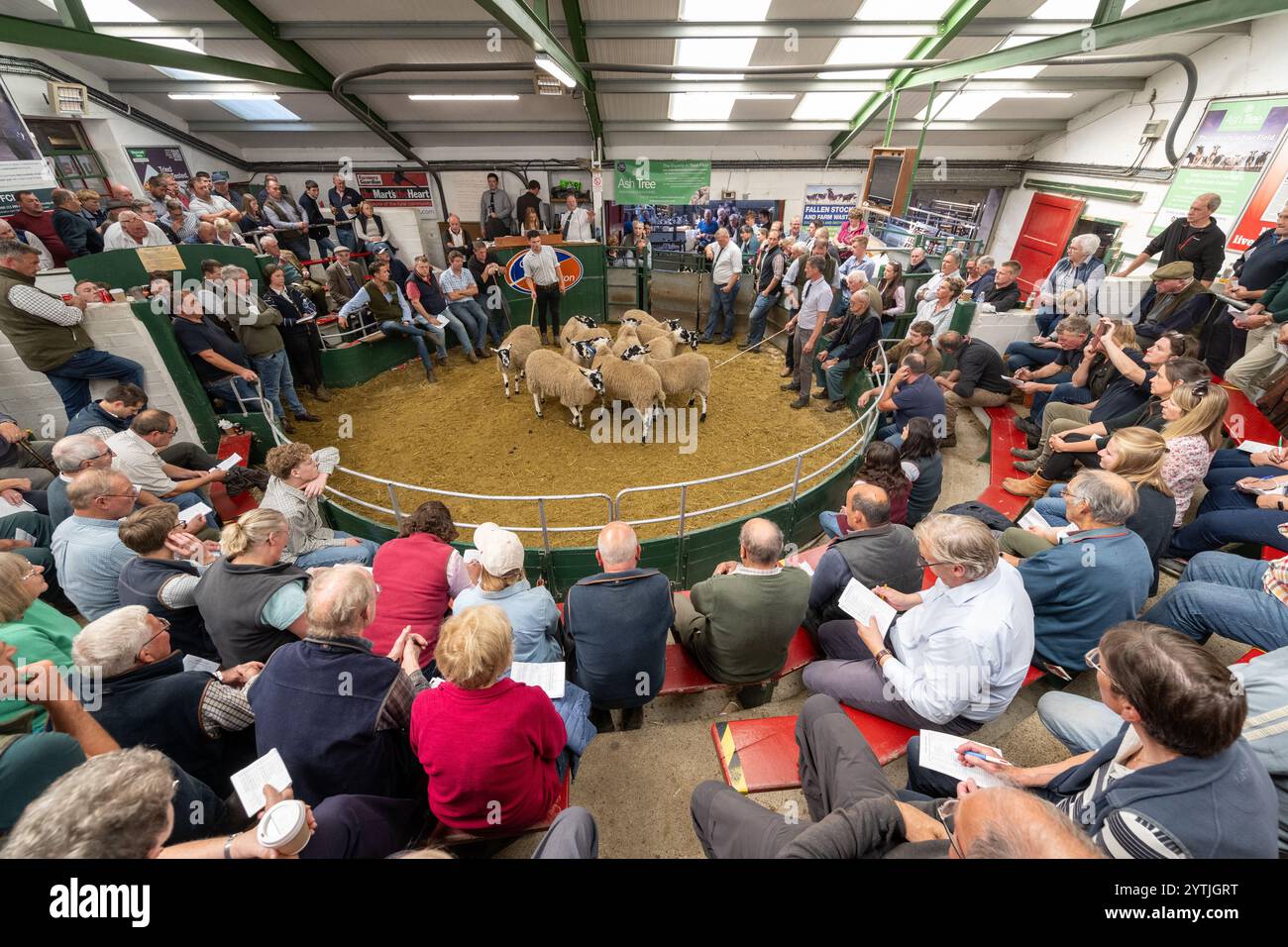 Sale of North of England mule gimmer lambs at Hawes, North Yorkshire ...
