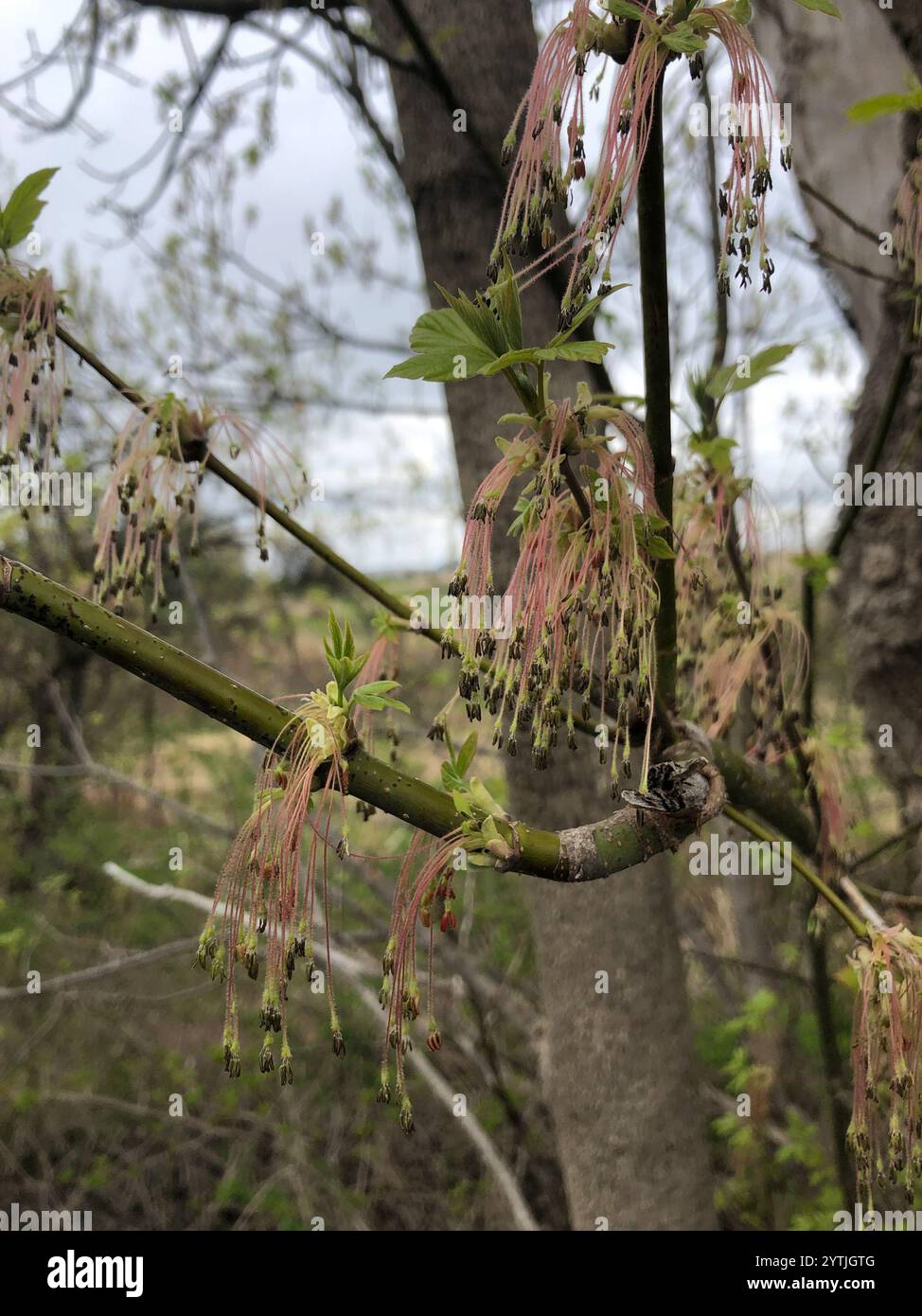 box elder (Acer negundo Stock Photo - Alamy