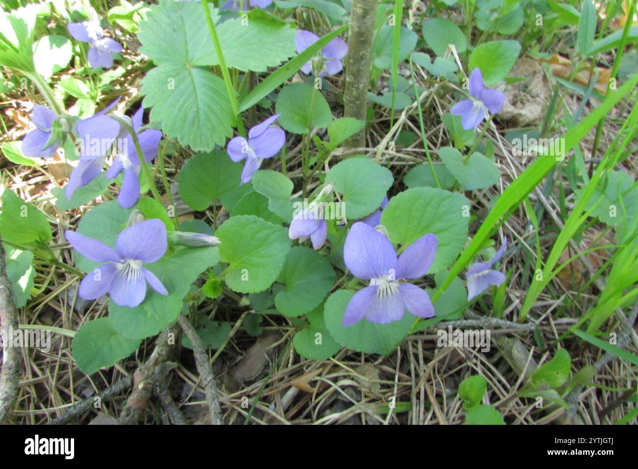 Viola rupestris hi-res stock photography and images - Alamy