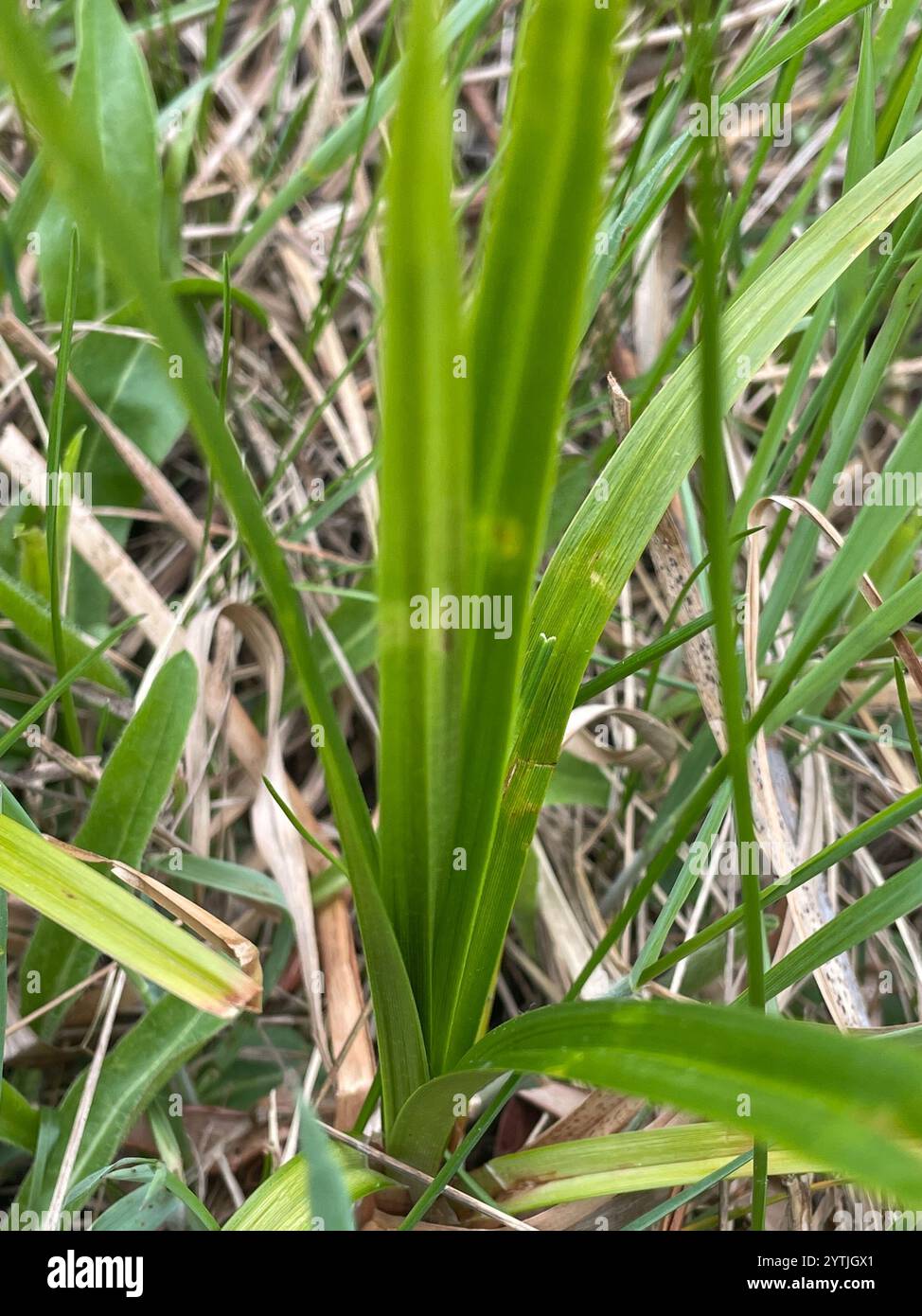Panicled Bulrush (Scirpus microcarpus Stock Photo - Alamy