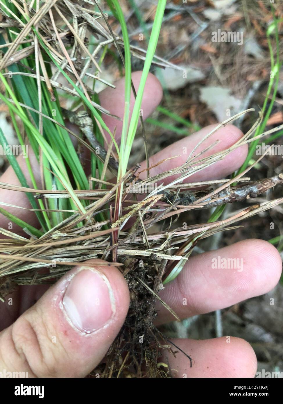 flat-spiked sedge (Carex planispicata Stock Photo - Alamy