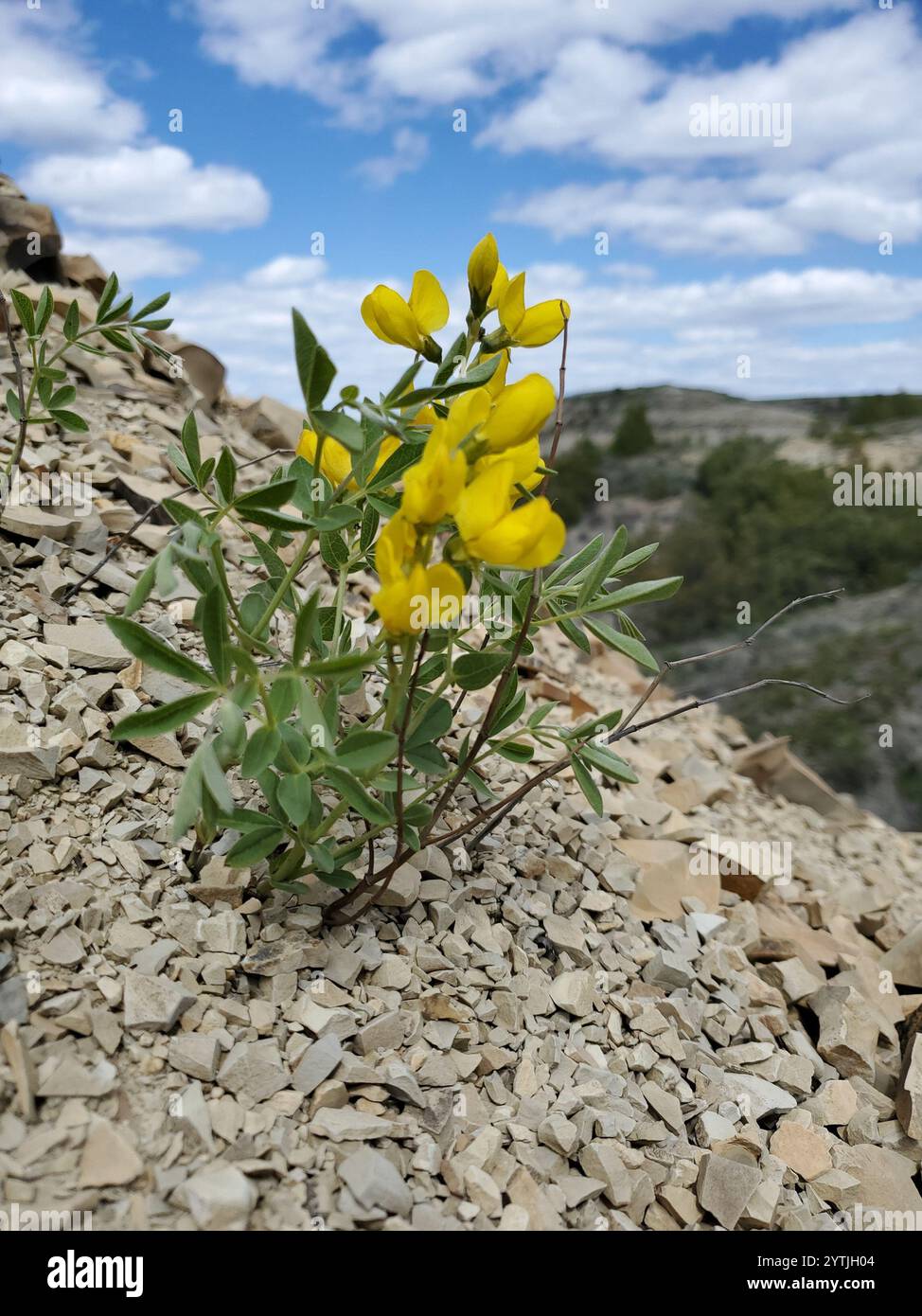 Golden bean (Thermopsis rhombifolia Stock Photo - Alamy
