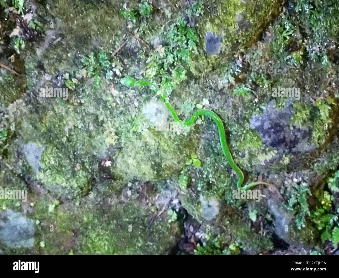 Chinese tree viper hi-res stock photography and images - Alamy
