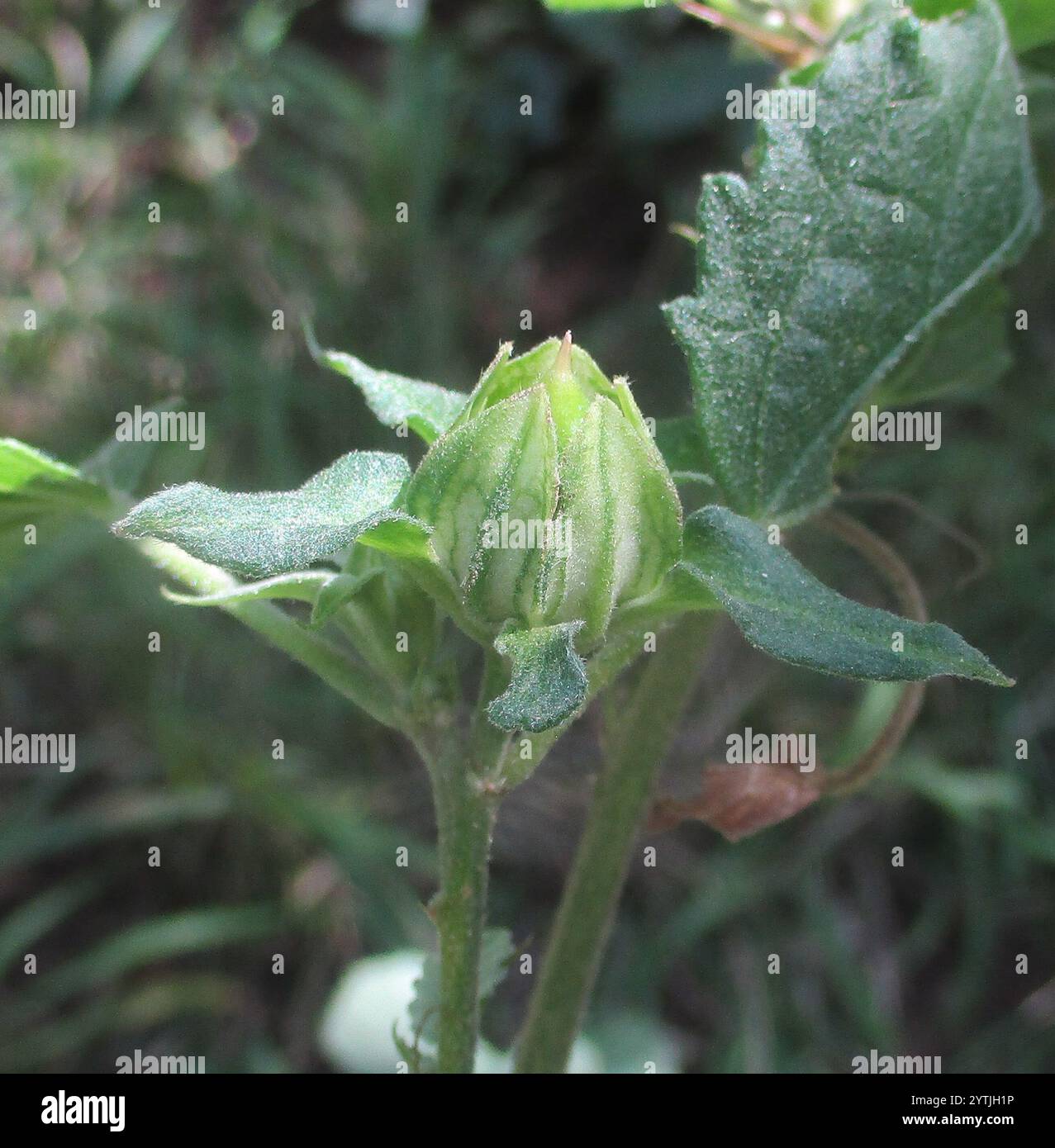 Mallow and Hibiscus Family (Malvaceae Stock Photo - Alamy