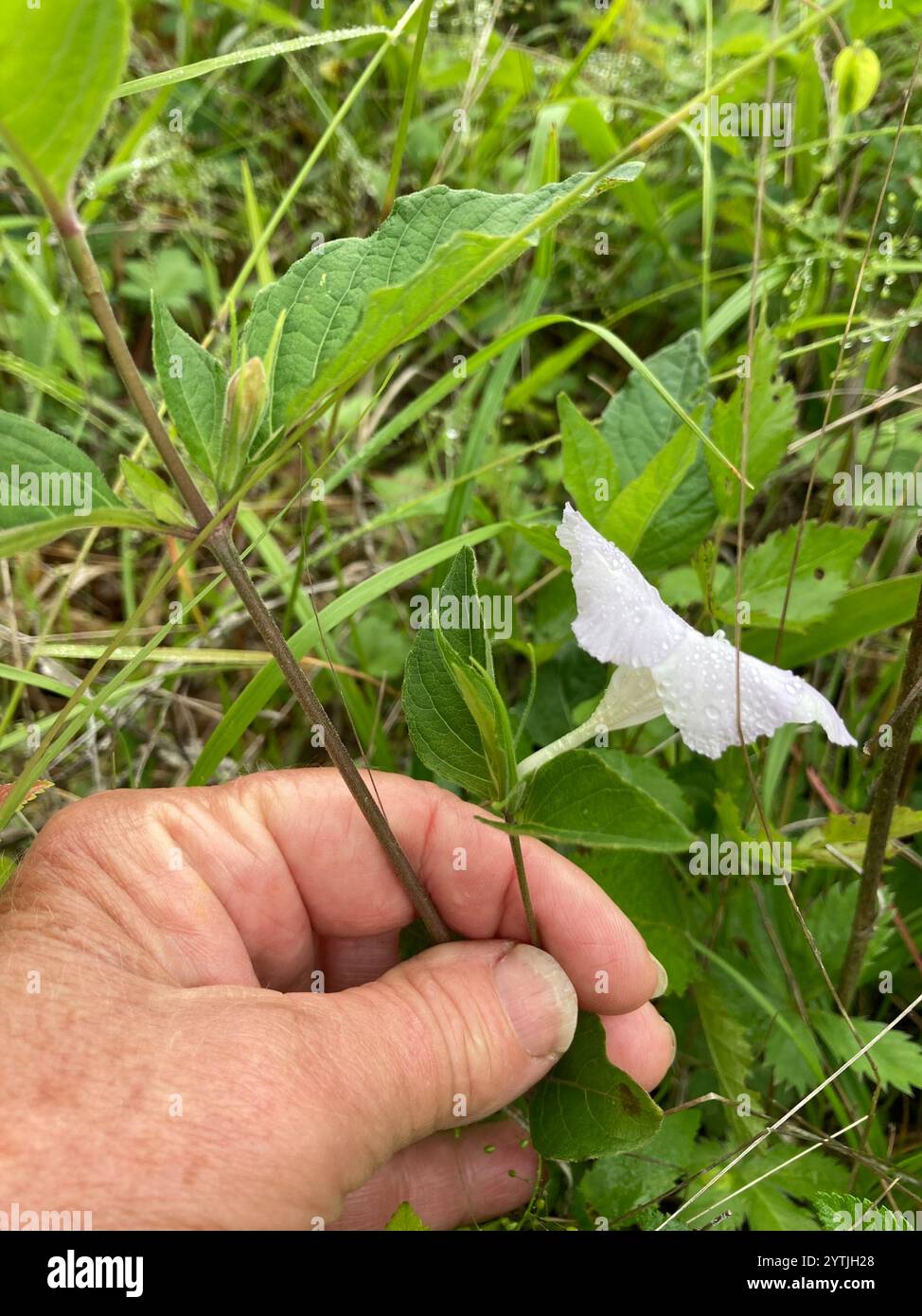Pursh's ruellia (Ruellia purshiana Stock Photo - Alamy