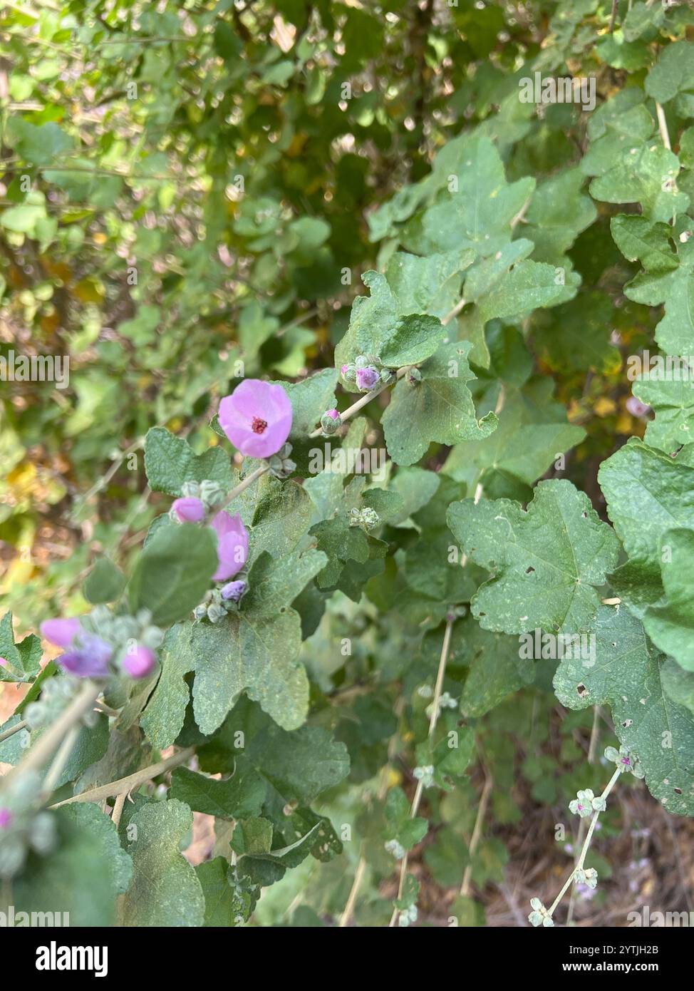 southern coastal bushmallow (Malacothamnus fasciculatus Stock Photo - Alamy