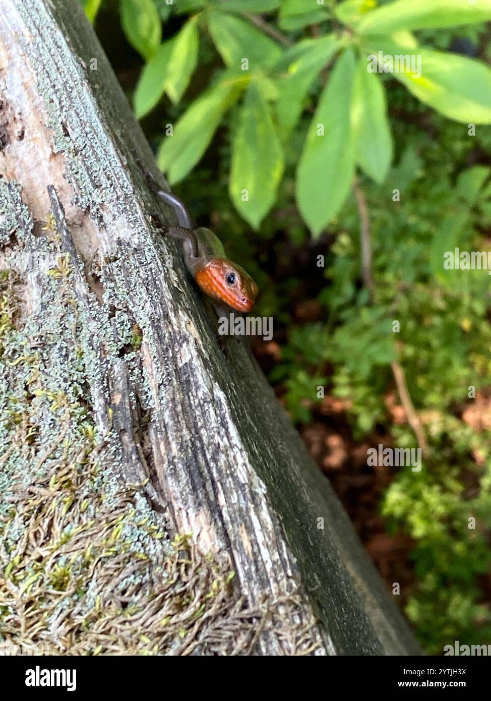 Common Five-lined Skink (Plestiodon fasciatus Stock Photo - Alamy