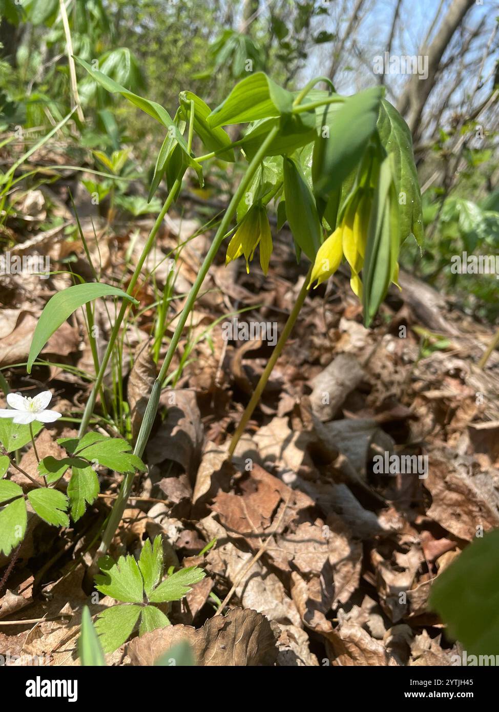largeflower bellwort (Uvularia grandiflora Stock Photo - Alamy