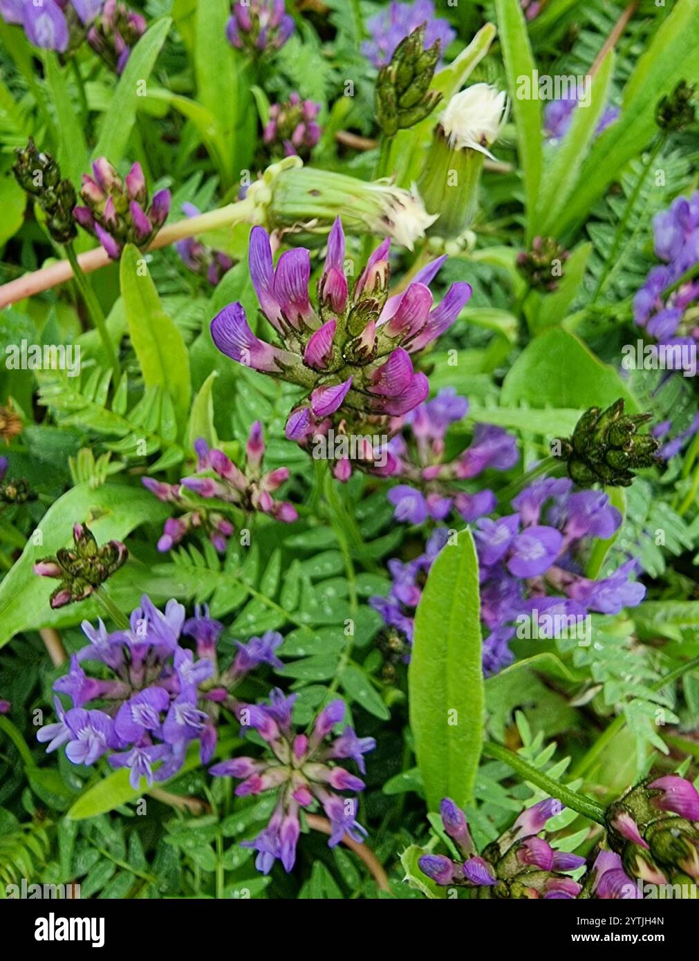 Purple Milk-vetch (Astragalus danicus Stock Photo - Alamy