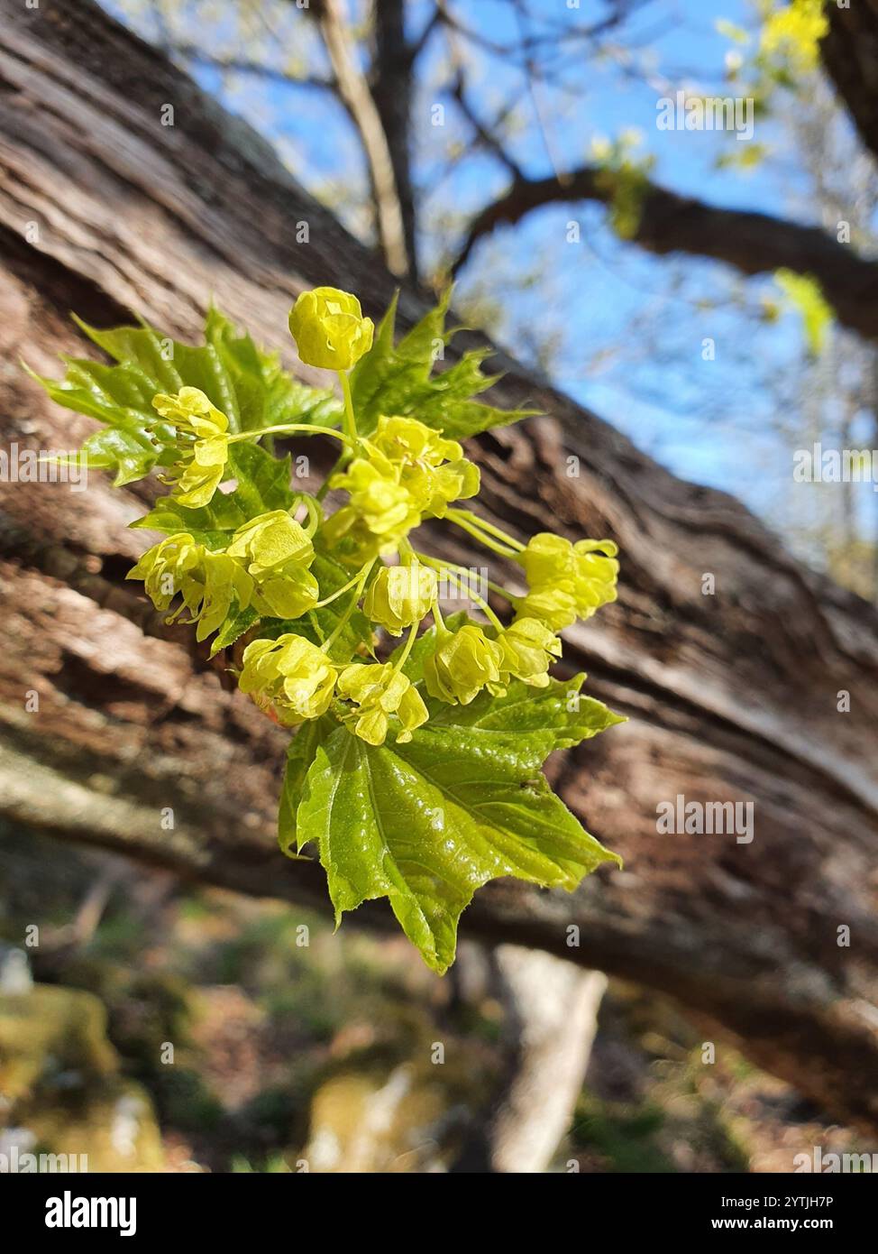 Norway maple (Acer platanoides Stock Photo - Alamy