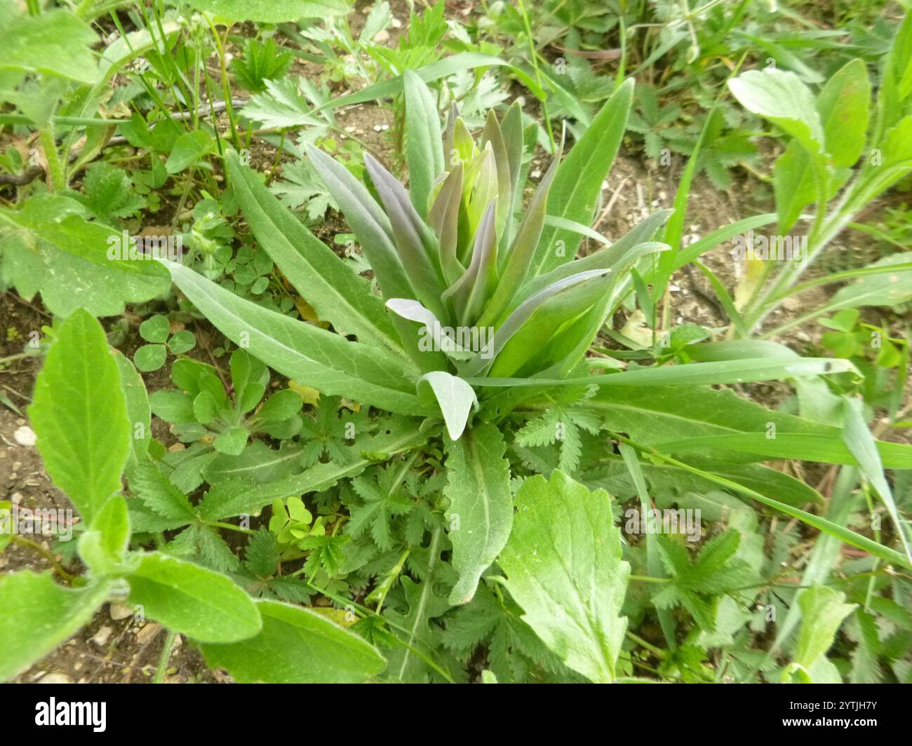 Tower Mustard (Turritis glabra Stock Photo - Alamy