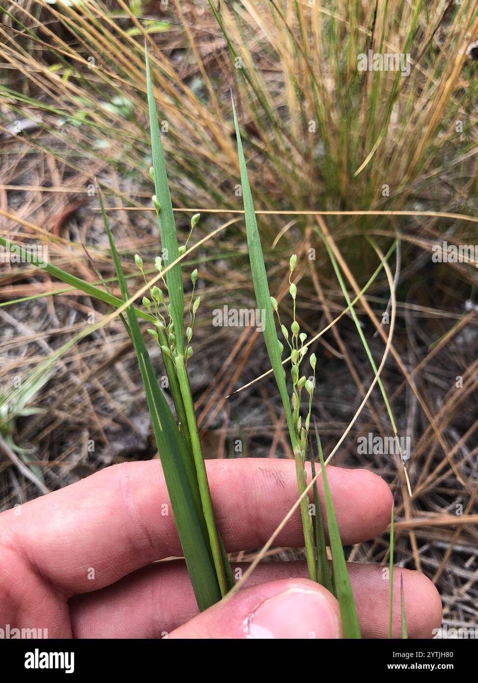 Narrow-leaved Witchgrass (Dichanthelium angustifolium Stock Photo - Alamy
