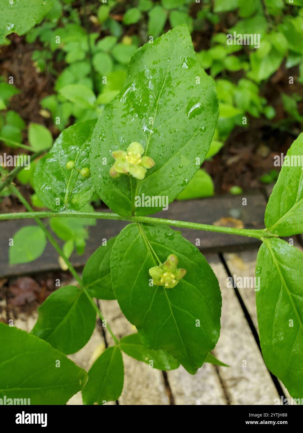 strawberry bush (Euonymus americanus Stock Photo - Alamy